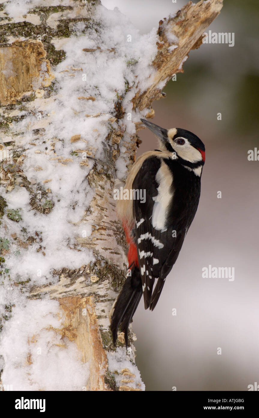 Great spotted woodpecker Dendrocopus major In snow Photographed in ...