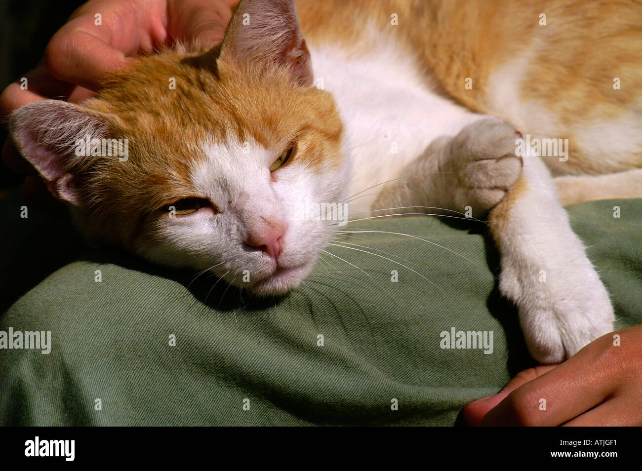Girl fondling her tomcat pet on her knees Stock Photo - Alamy