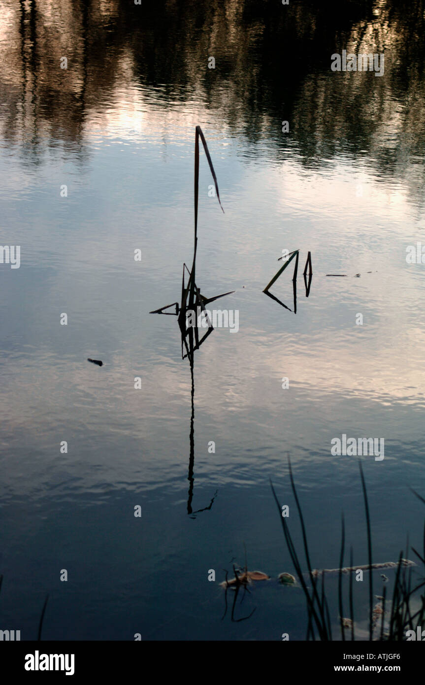 Reflections nature pond reeds water hi-res stock photography and images ...