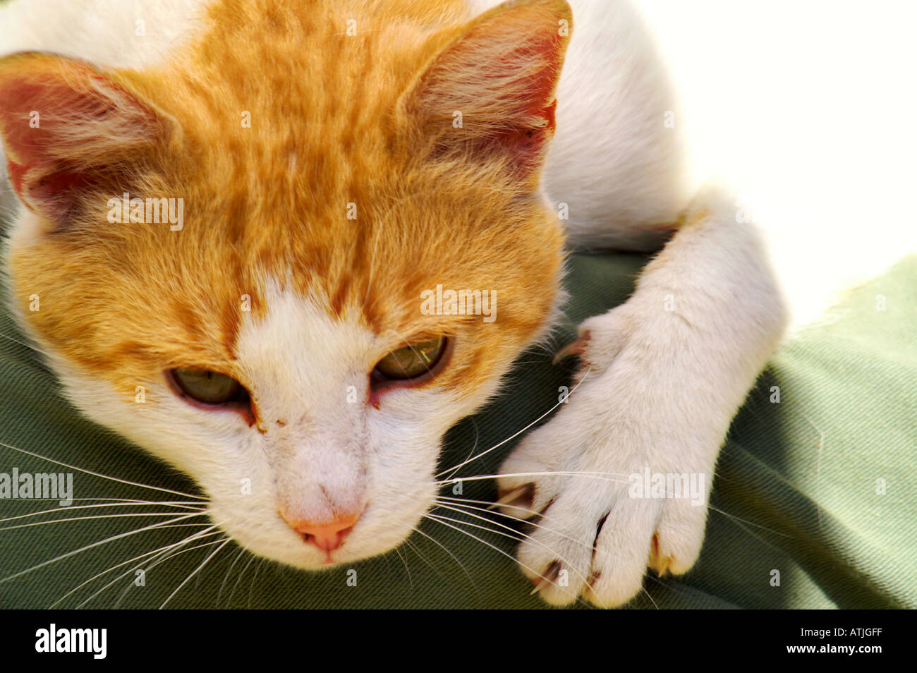 Girl fondling her tomcat pet on her knees Stock Photo - Alamy