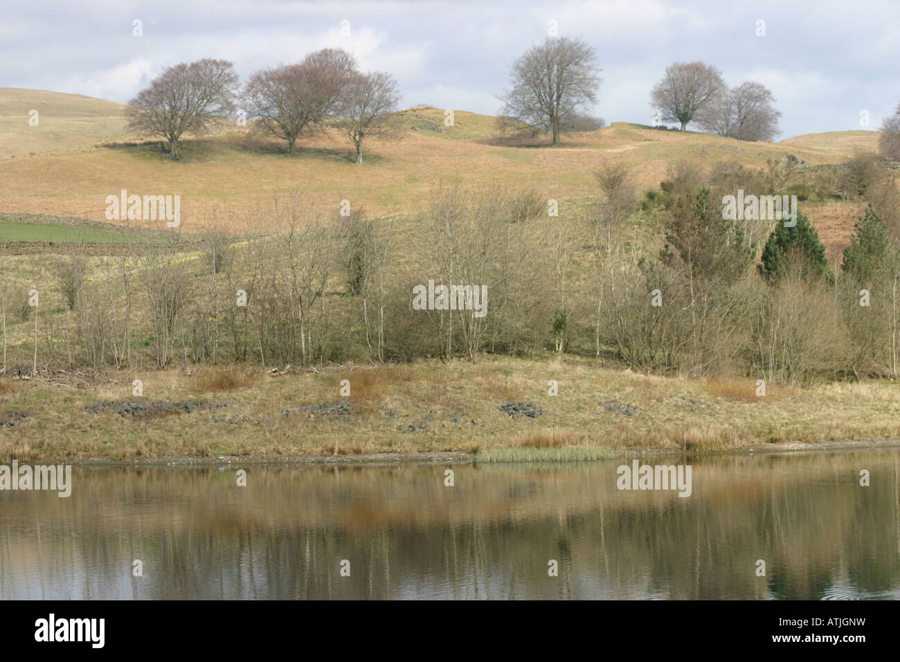 woods tarn reservoir bank trees sloping bank Stock Photo - Alamy