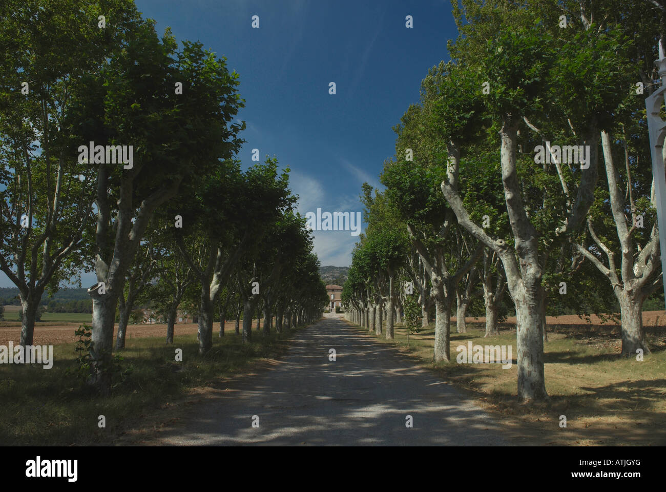 tree lined drive provence Stock Photo - Alamy