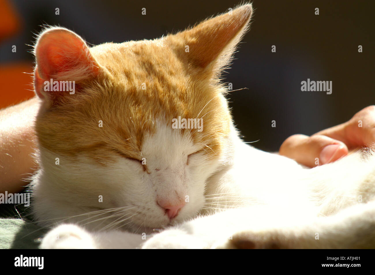 Girl fondling her tomcat pet on her knees Stock Photo - Alamy