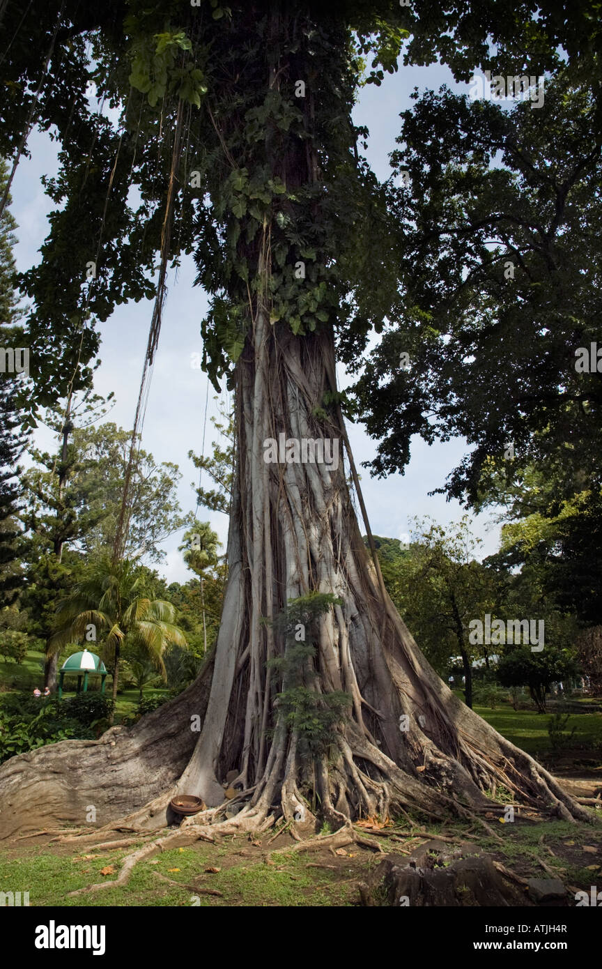 The Strangler Fig Tree, St Vincent Botanical Gardens Stock Photo - Alamy