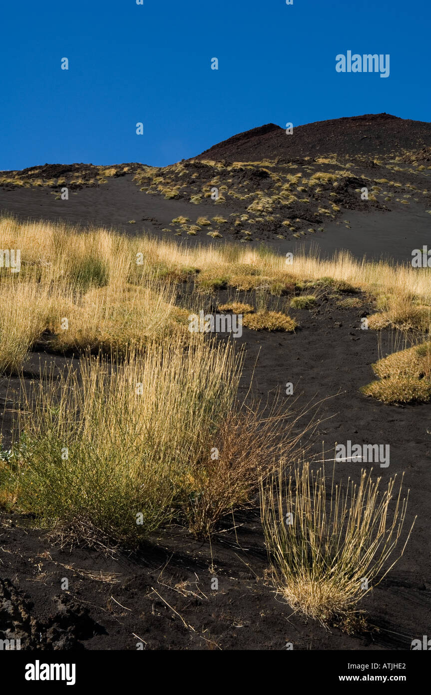 Grasses taking a tentative foothold in the cinder landscape on the side ...