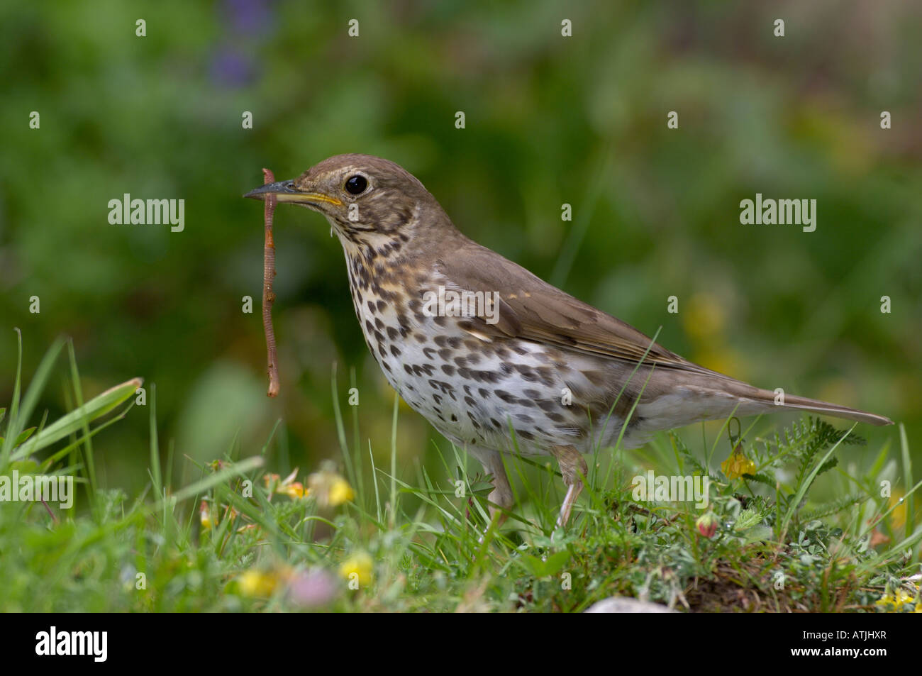Song thrush with worm hi-res stock photography and images - Alamy