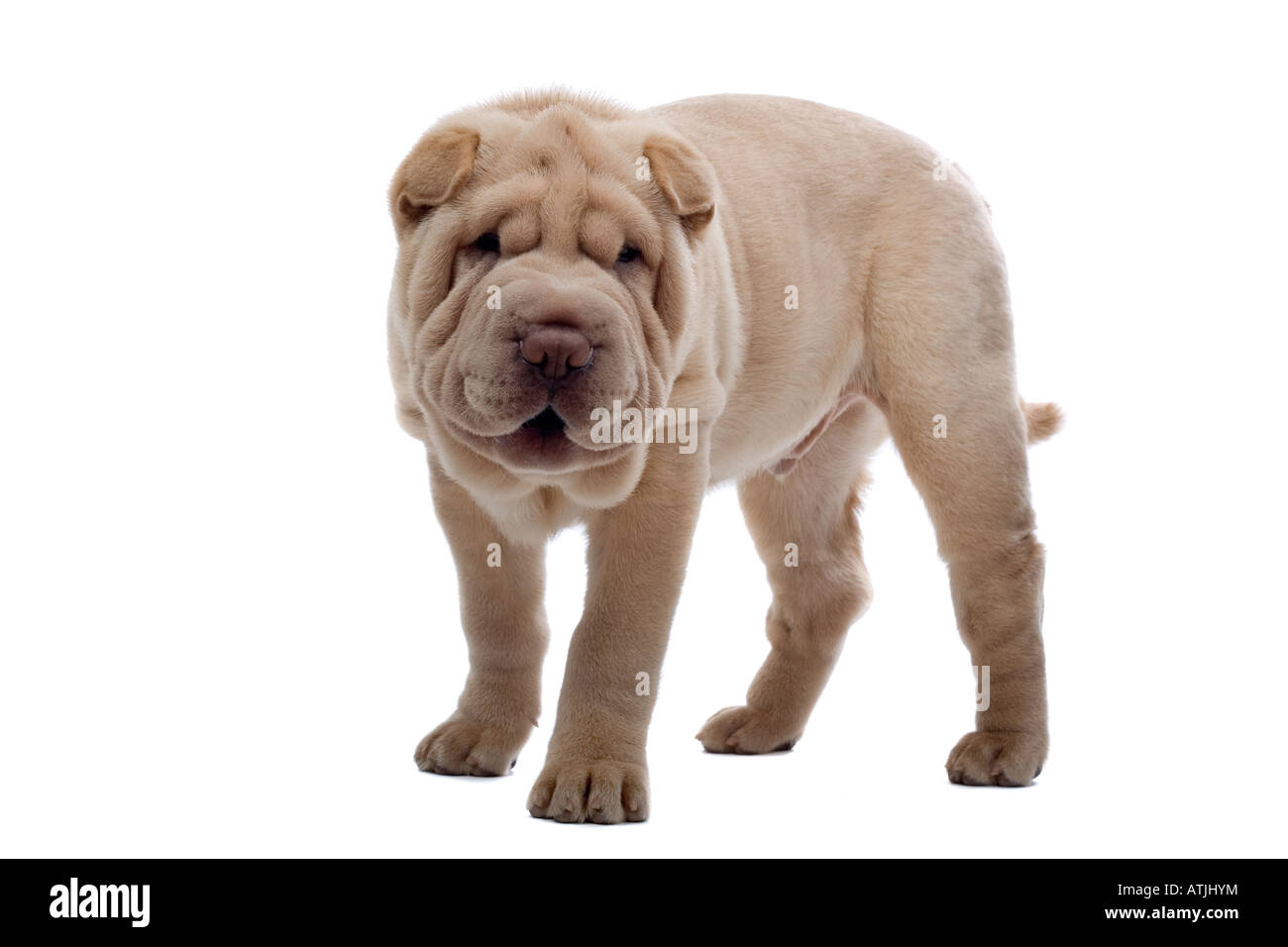 shar pei dog isolated on white Stock Photo - Alamy