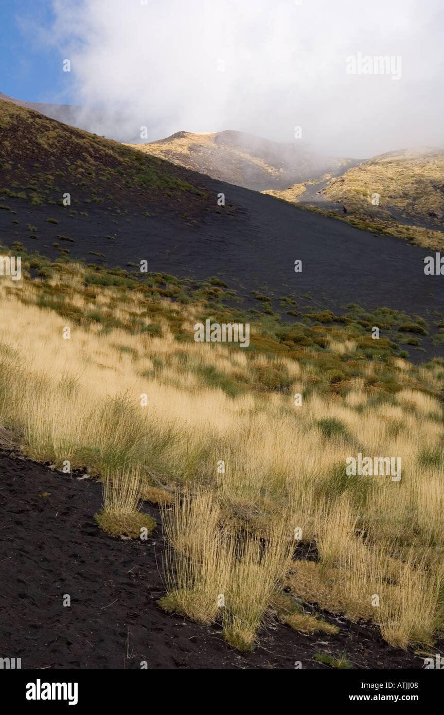 Grasses taking a tentative foothold in the cinder landscape on the side ...