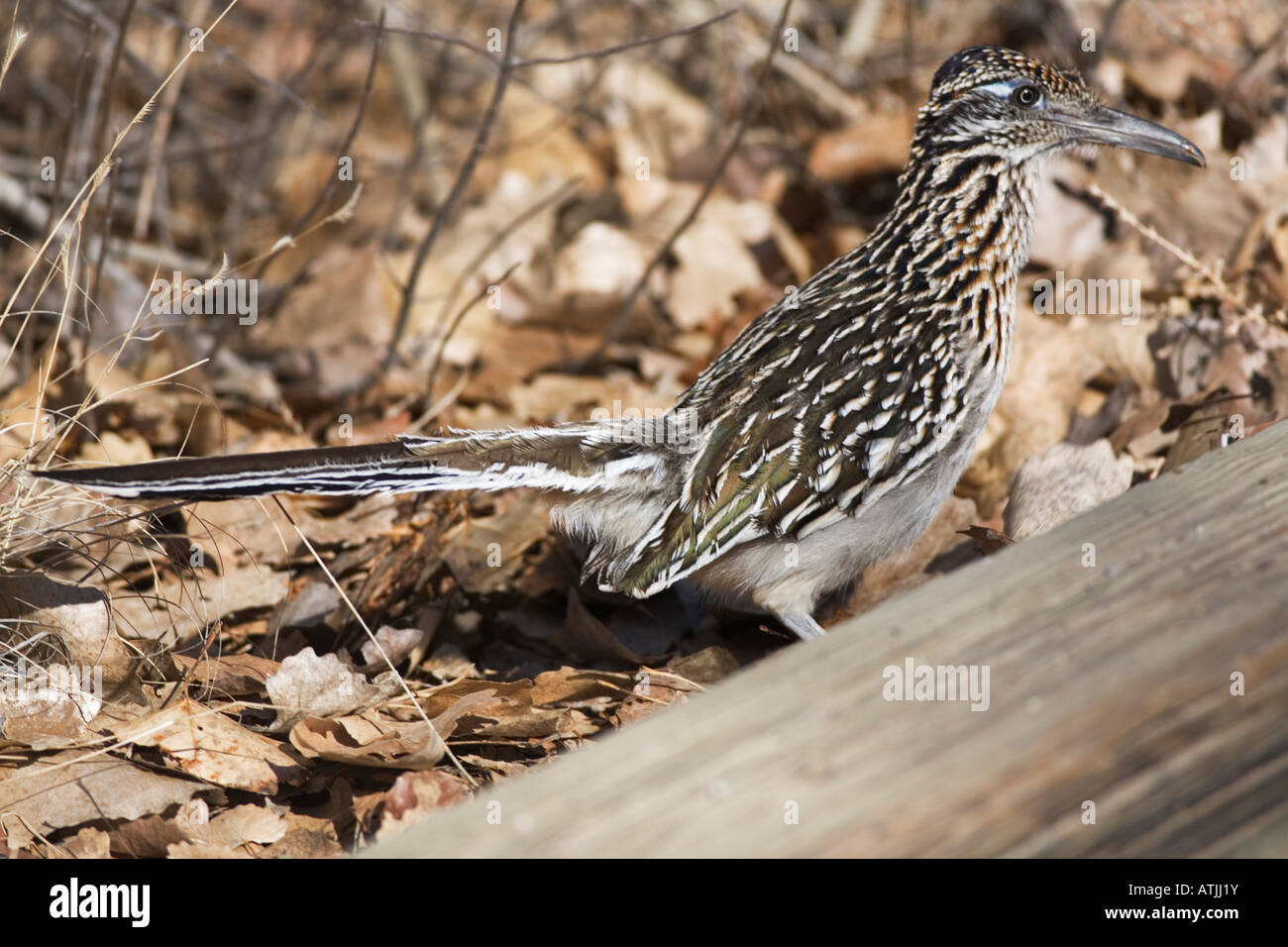 Road Runner posing Stock Photo - Alamy