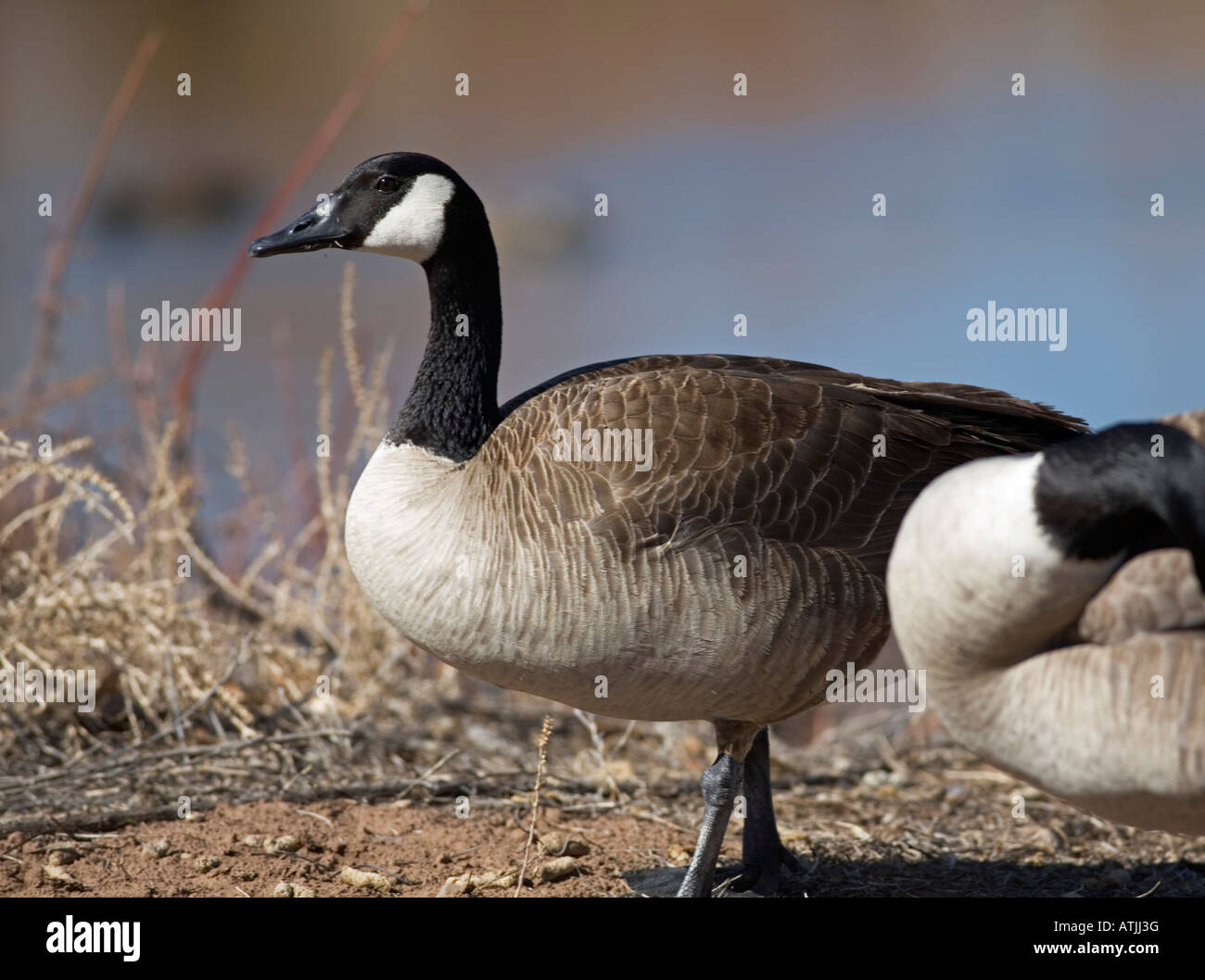 Canada goose art hi-res stock photography and images - Alamy