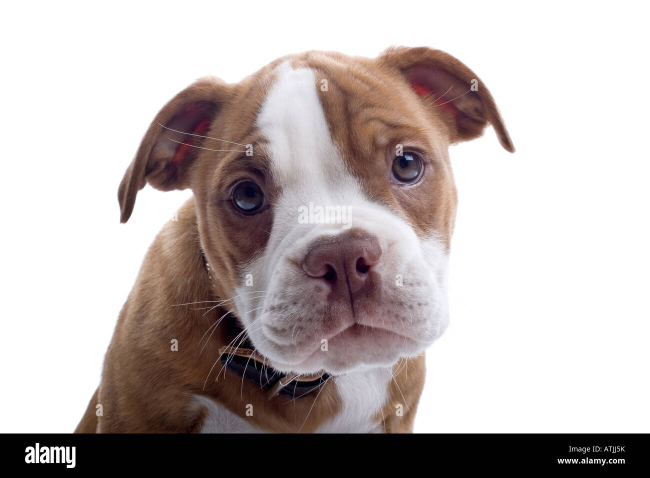 Renaissance Bulldog dog isolated on a white background looking intoo ...