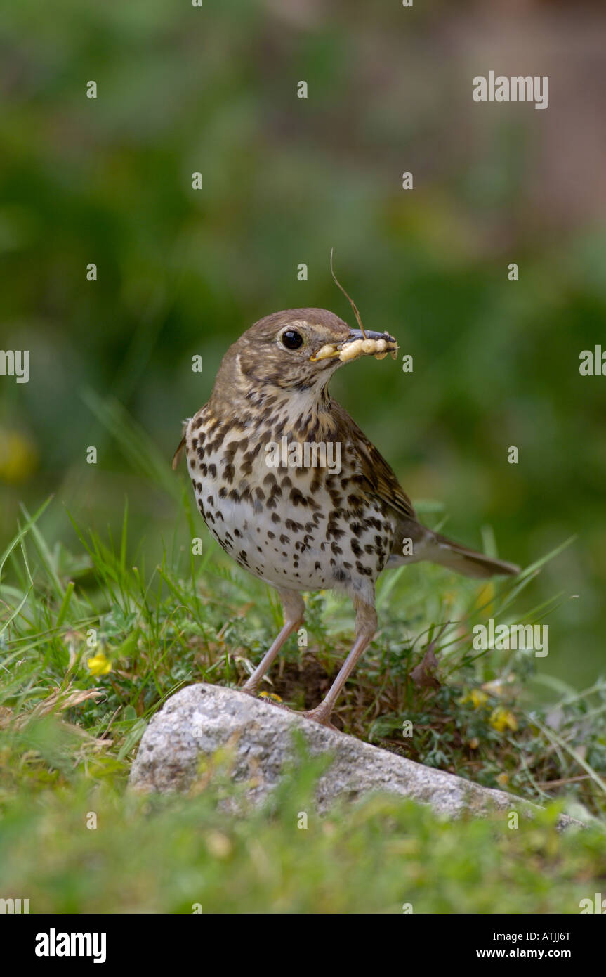 Song Thrush Turdus philomelos With food for chicks Photographed in UK ...