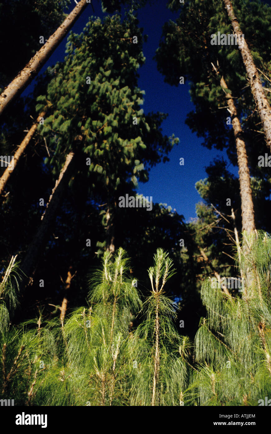 Evergreen forest, Nyika Plateau, Malawi, Southern Africa Stock Photo ...
