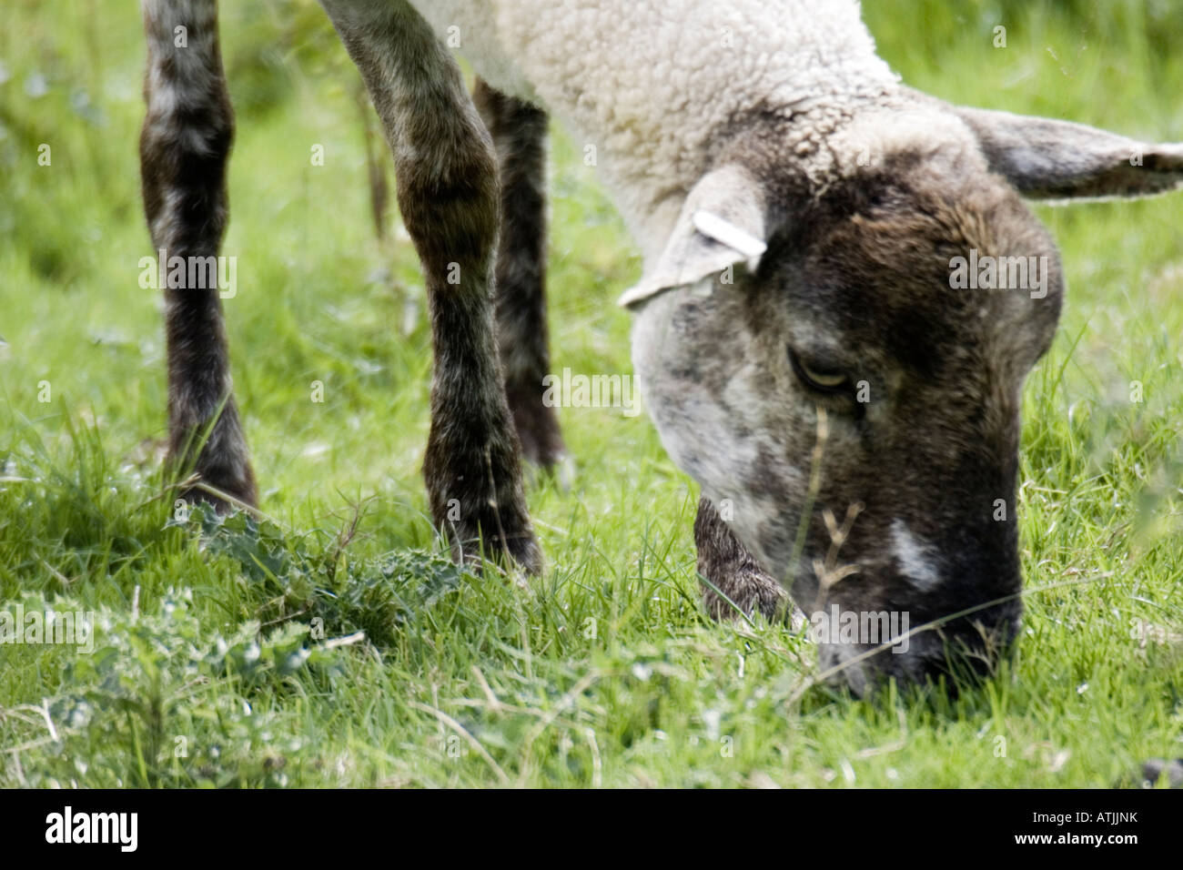 Grazing for sheep hi-res stock photography and images - Alamy