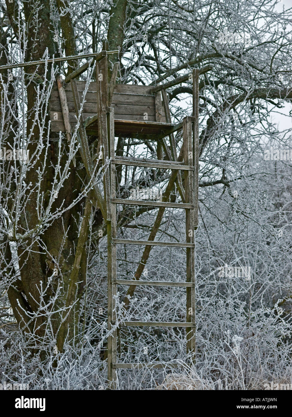 frozen knotty old apple tree with a ladder to a rised hide on a field ...