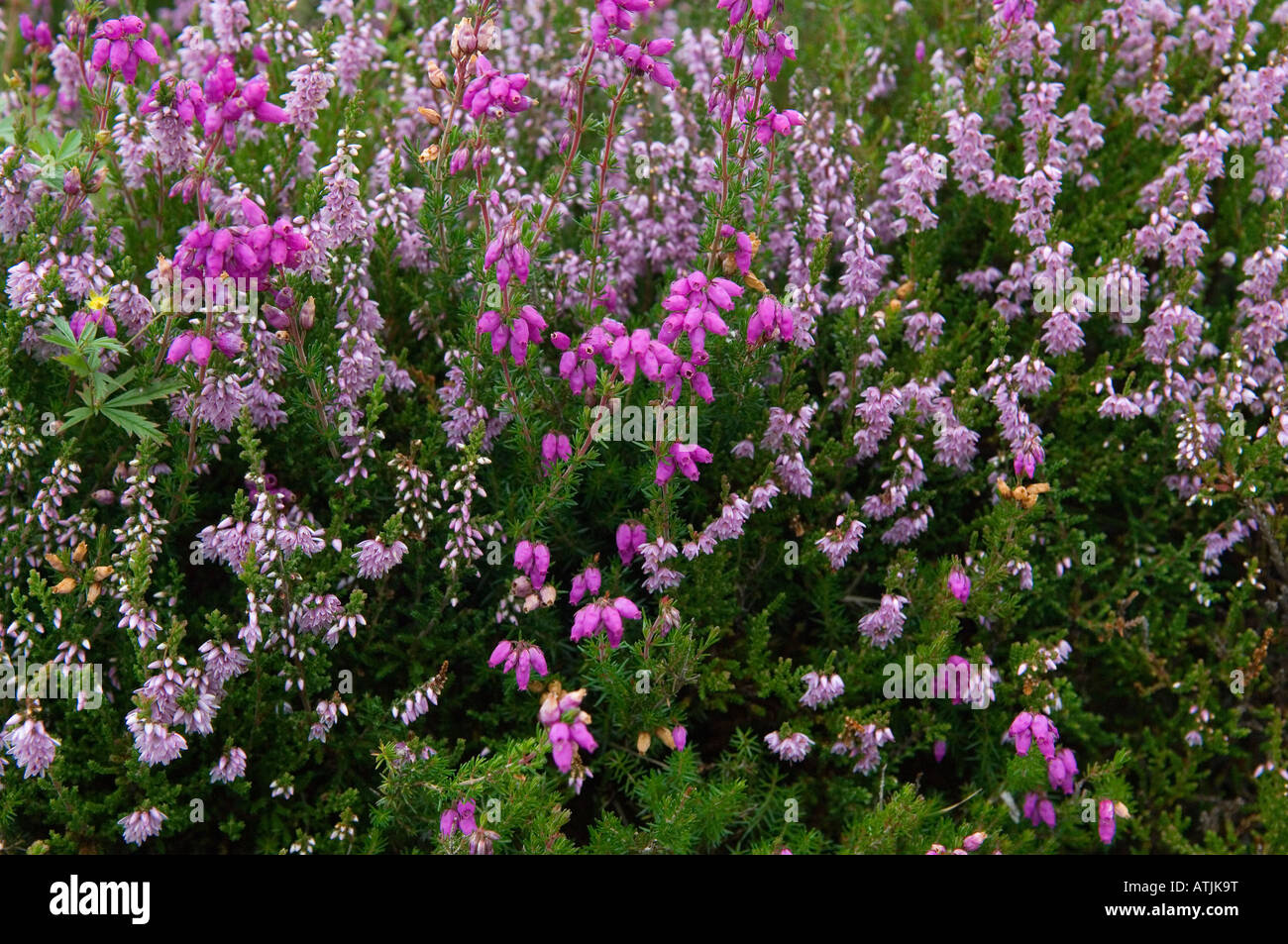 Scottish moors hi-res stock photography and images - Alamy