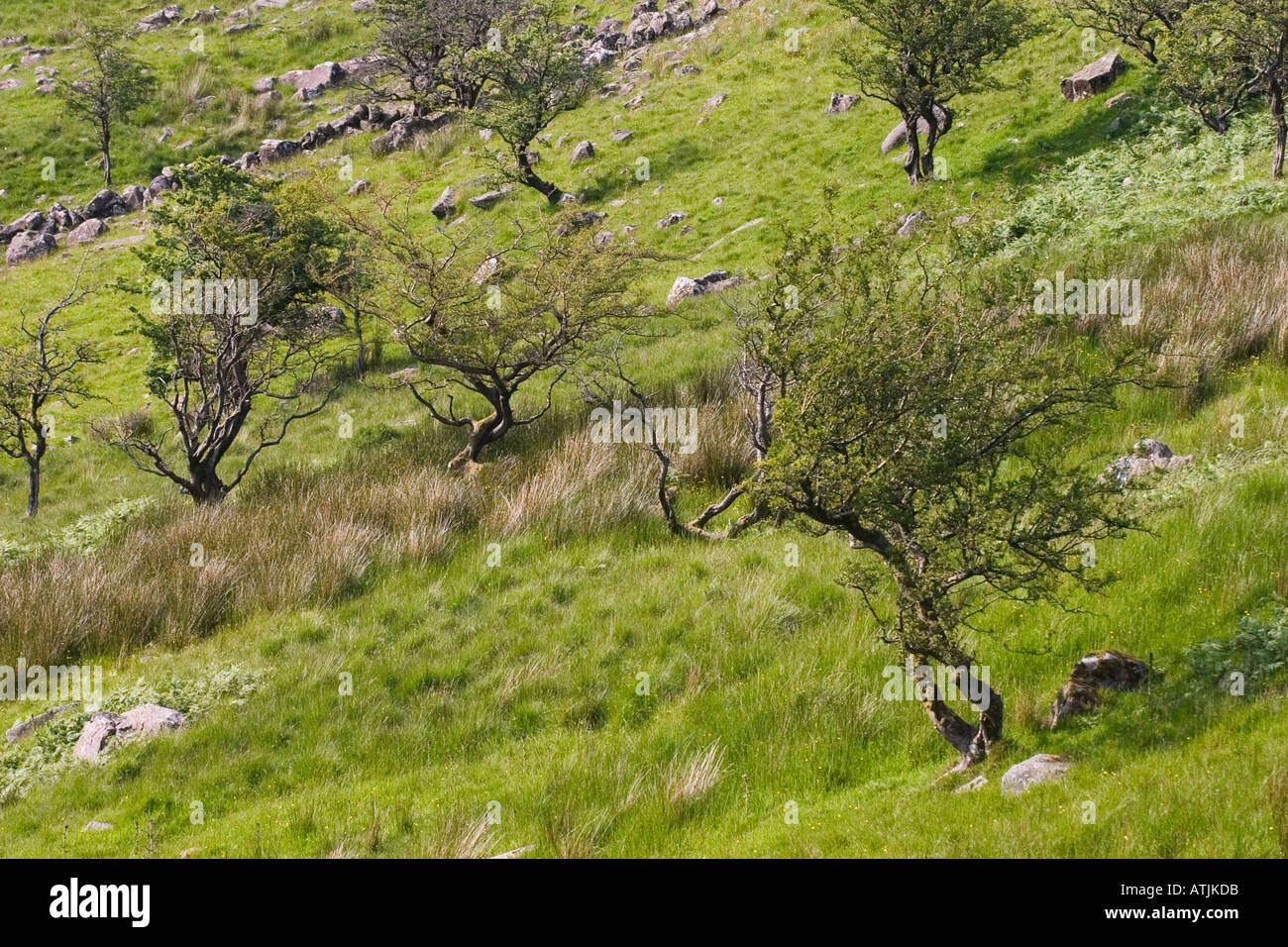 Trees on a slope (welsh landscape near Pass of LLanberis Stock Photo ...
