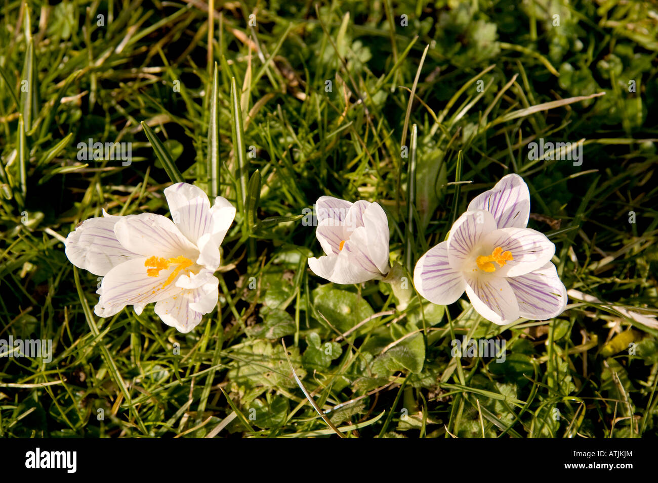 Dutch crocus crocus vernus hi-res stock photography and images - Alamy