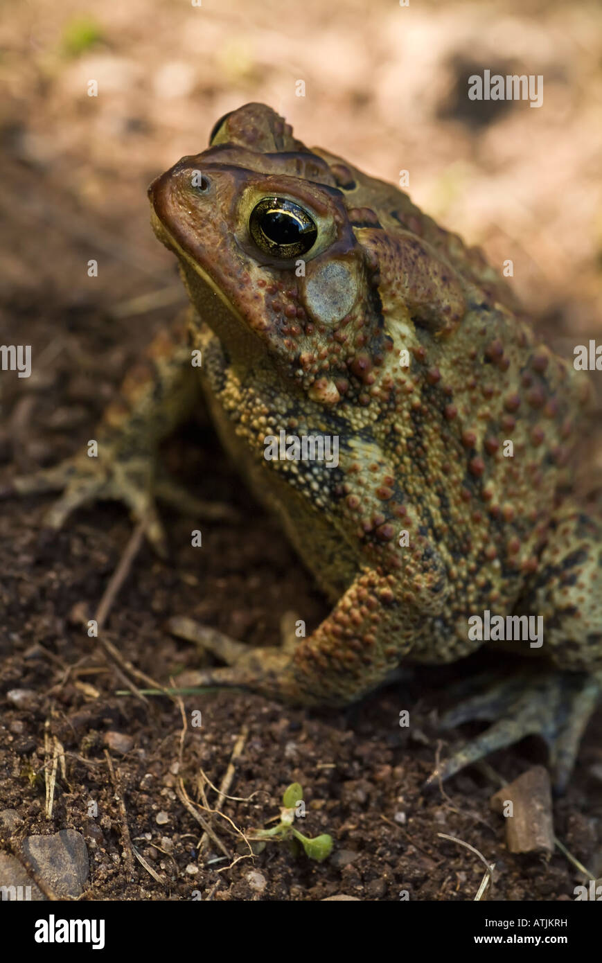 American toad, Bufo americanus; female, native to eastern USA and ...