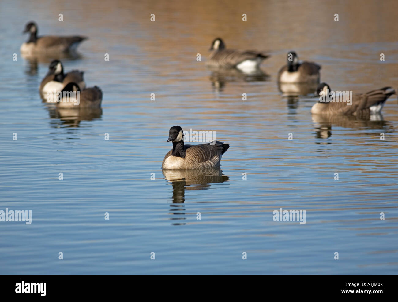 Seven Canadian Geese floating Stock Photo - Alamy
