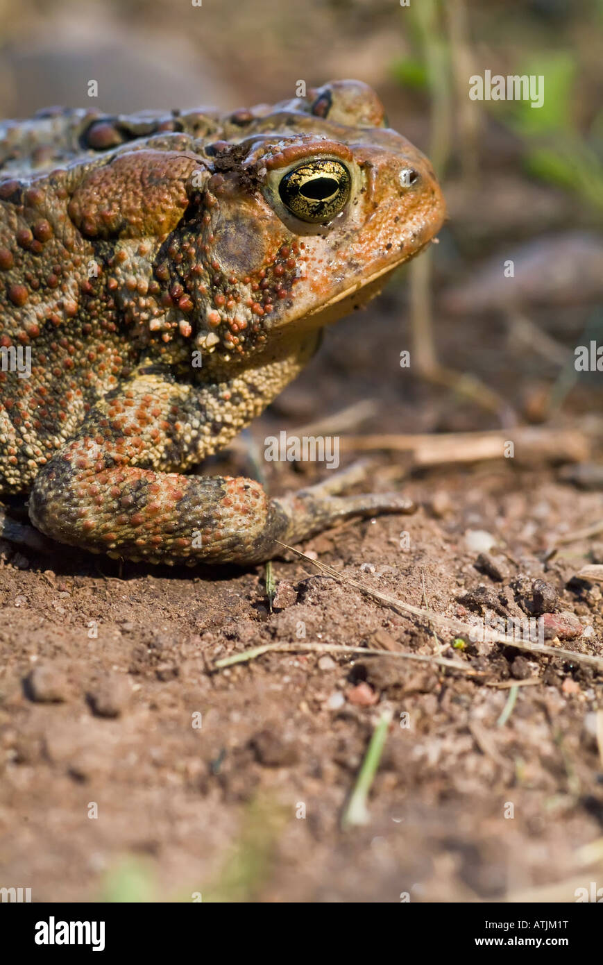 American toad, Bufo americanus; female, native to eastern USA and ...