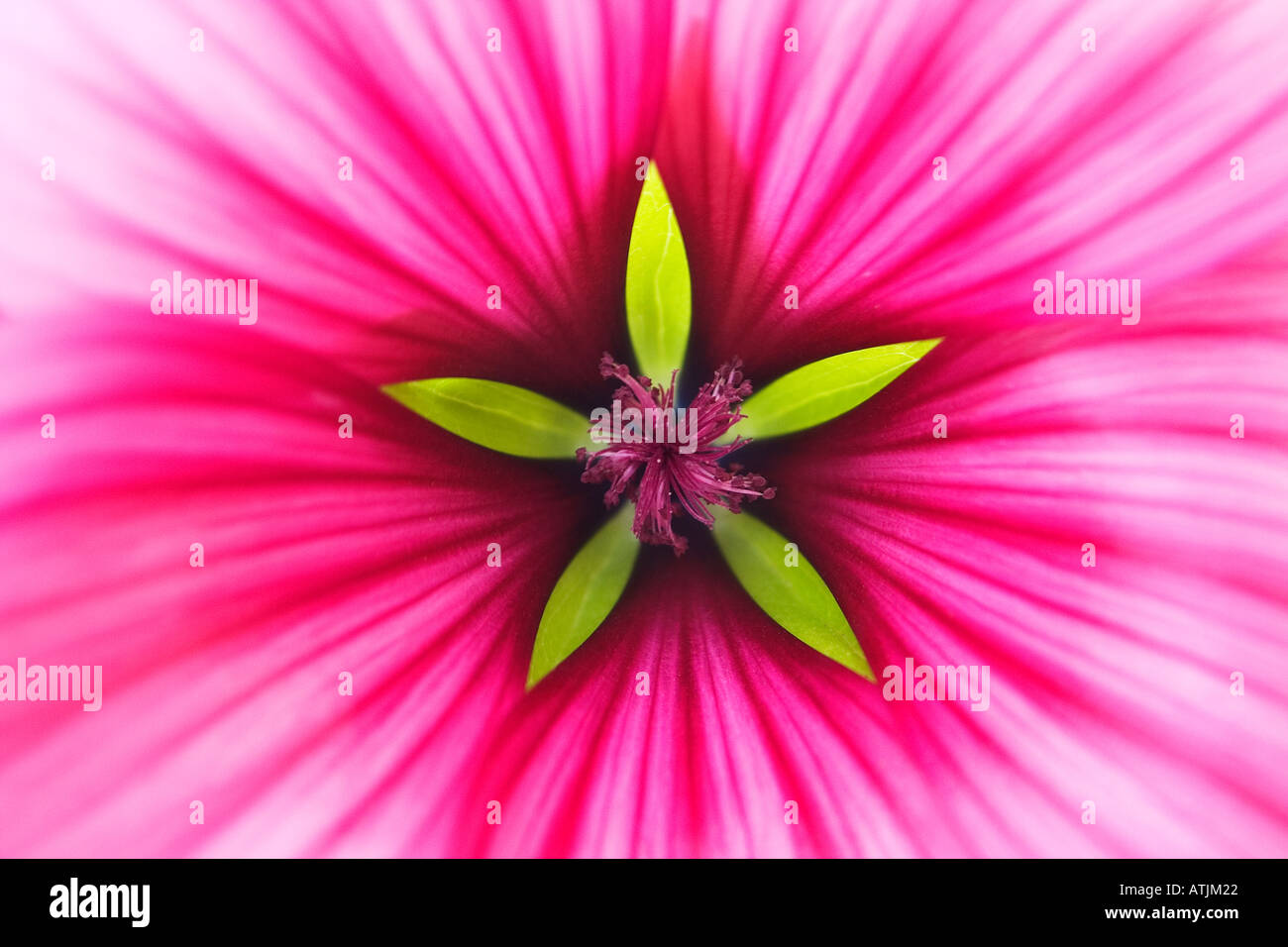 Symmetry flower hi-res stock photography and images - Alamy