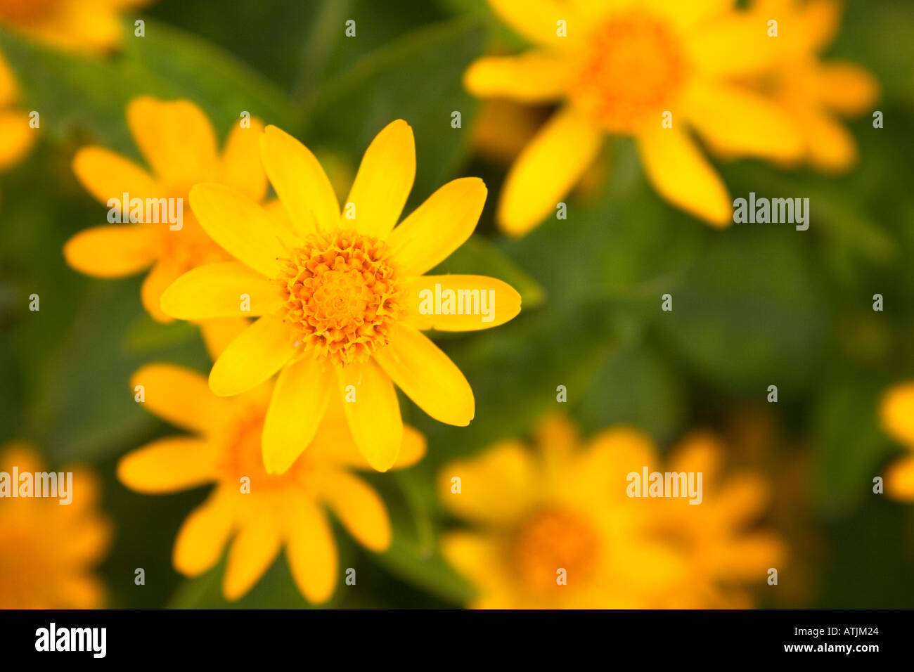 Group of yellow flowers Stock Photo - Alamy
