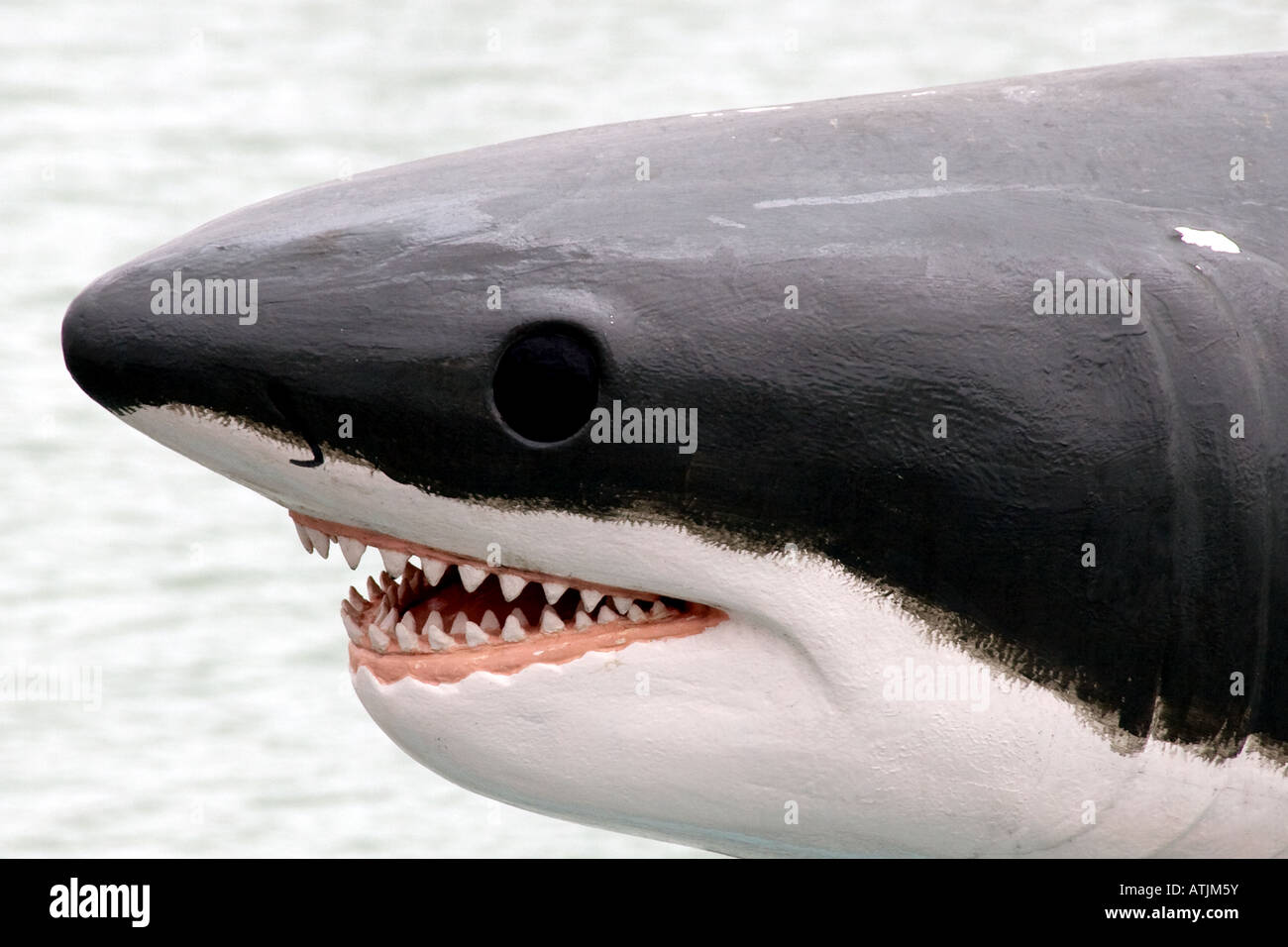 profile portrait of model shark Stock Photo - Alamy