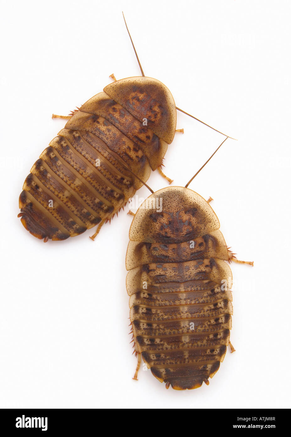 Two roaches hi-res stock photography and images - Alamy