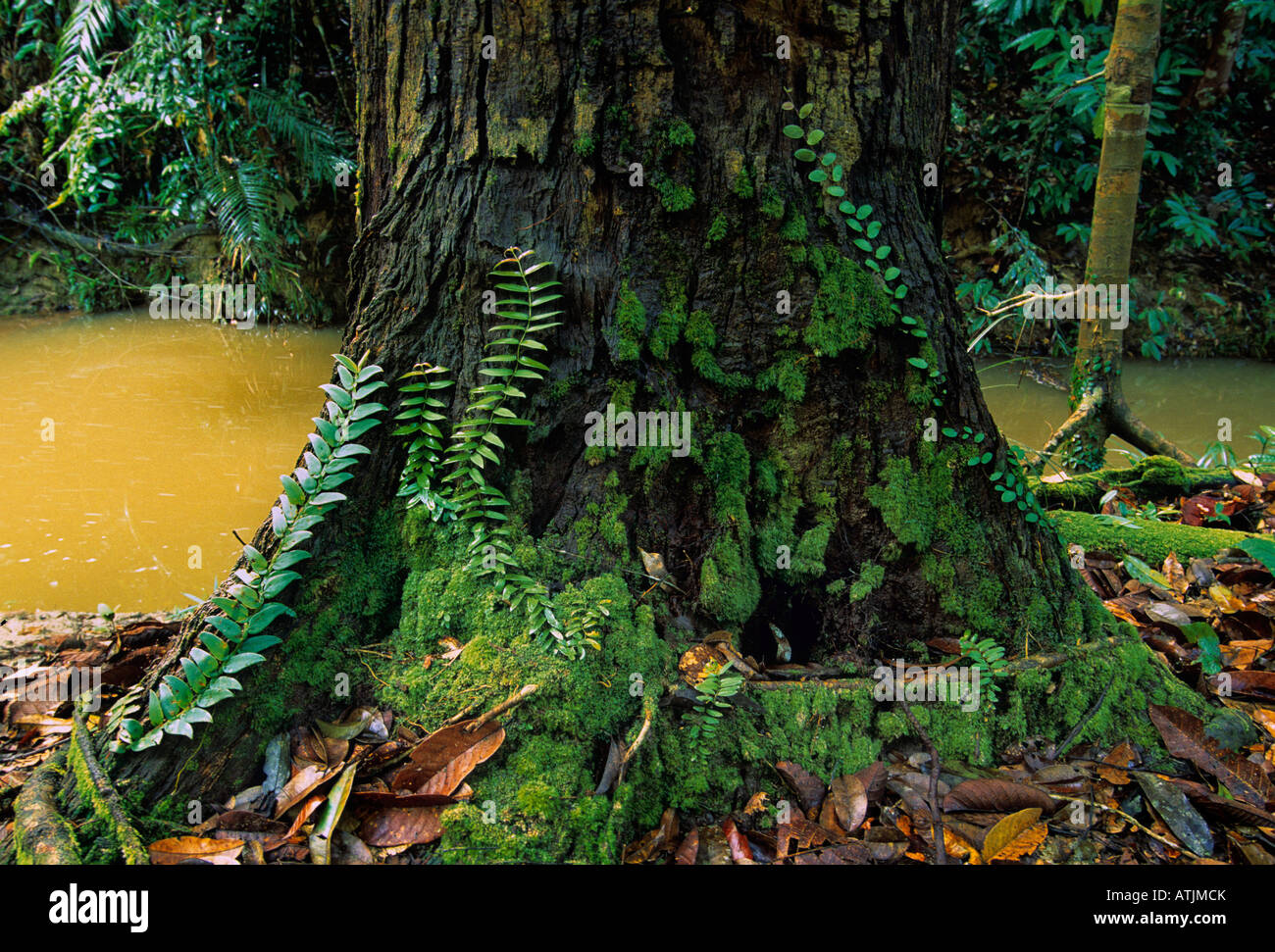 Lambir hills national park hi-res stock photography and images - Alamy