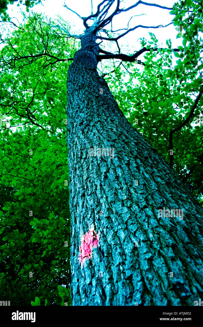 Tree in a forest marked for cutting (crossed Stock Photo - Alamy