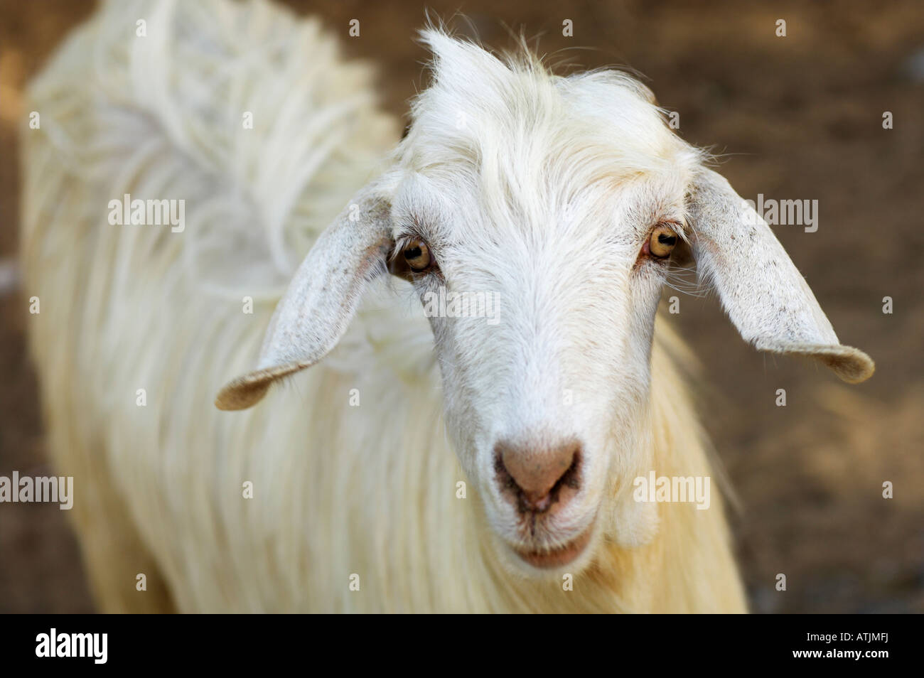 Closeup desert Goat Oman Stock Photo - Alamy