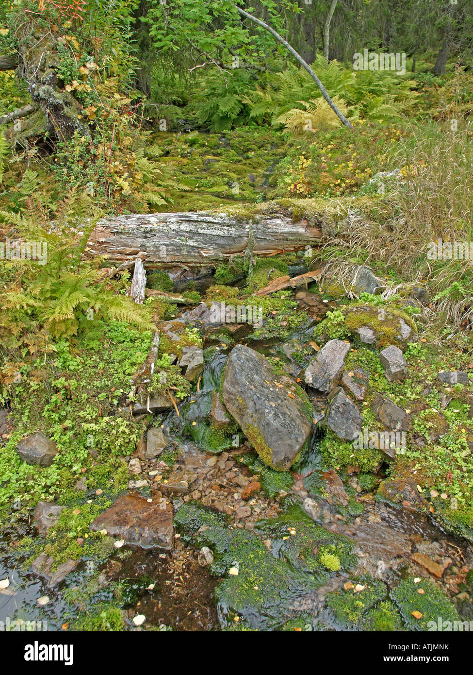 little brook water rill in forest in Lapland Finland Stock Photo - Alamy
