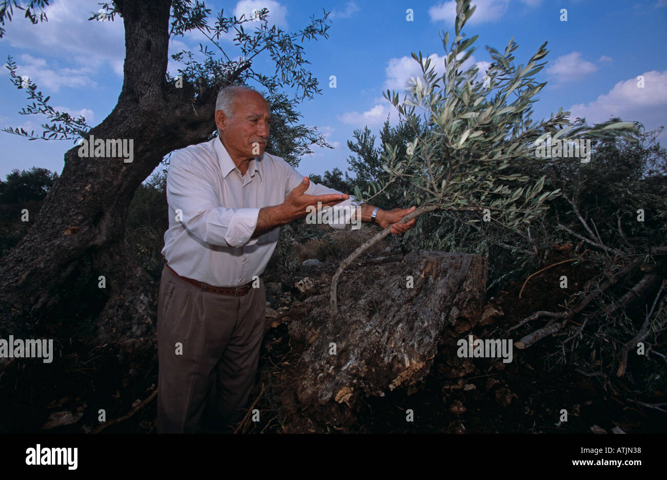 An olive farmer inspecting his destroyed Roman olive tree Jayous West ...