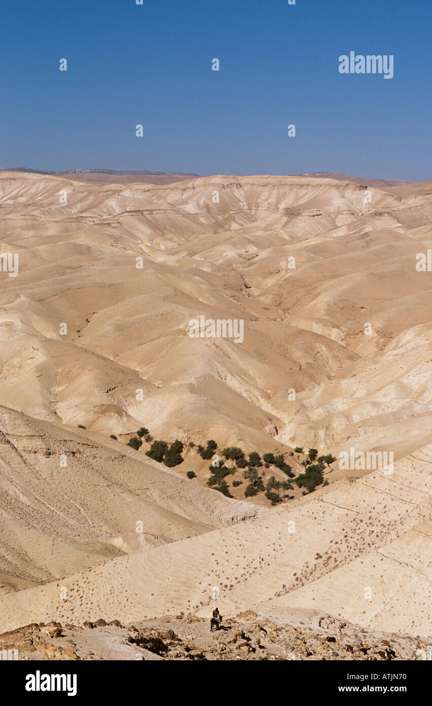 View across the Judaean desert with cluster of desert shrubs in sand ...