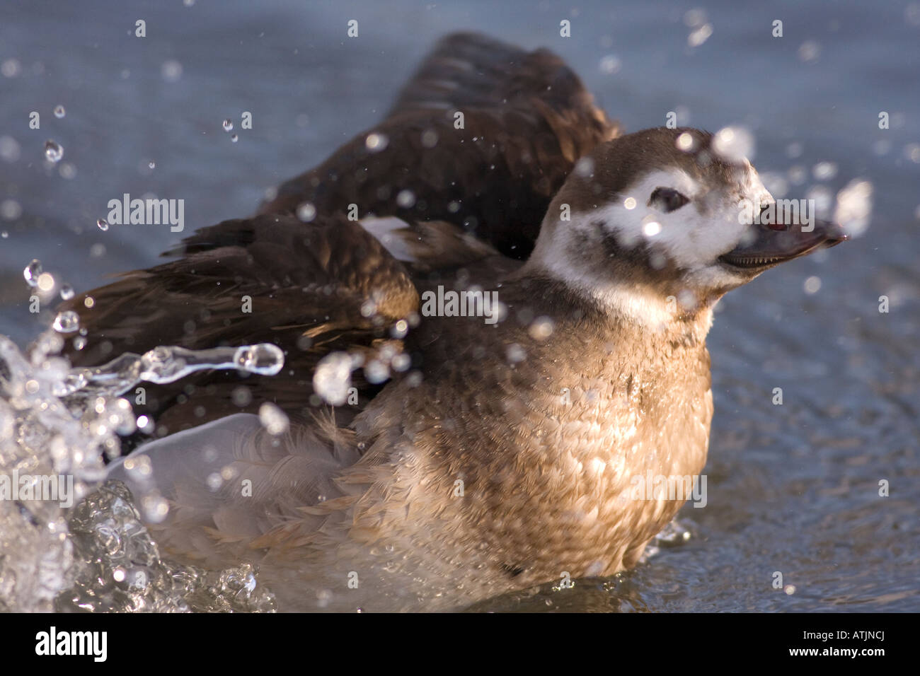 Long tailed Duck (Oldsquaw) London Wetlands Centre Stock Photo - Alamy