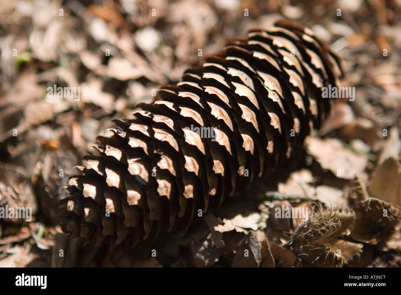 Cone from the tree hi-res stock photography and images - Alamy