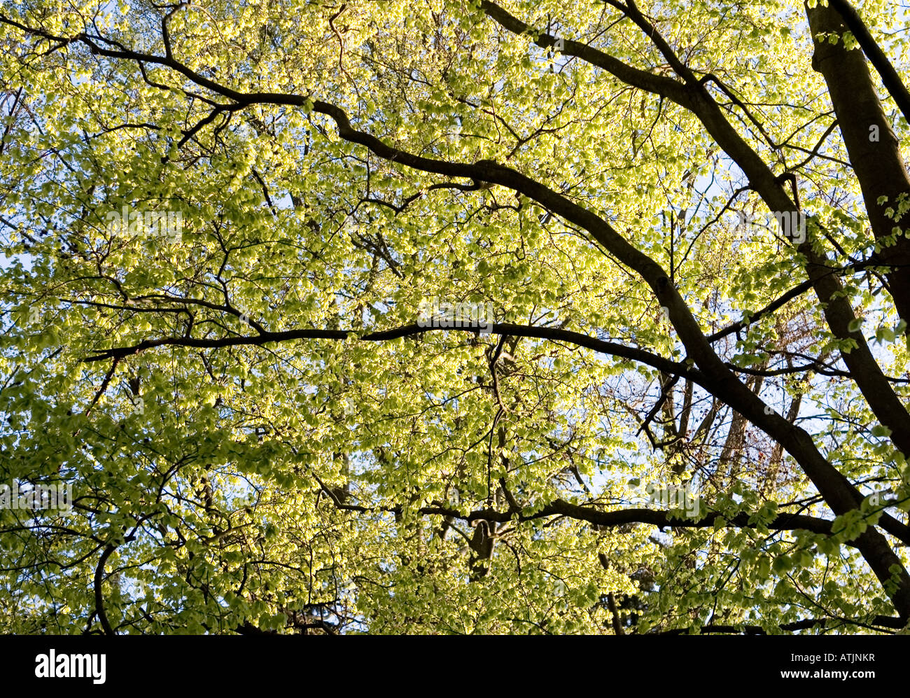 Leaves and trees lit from behind by the sun Stock Photo - Alamy