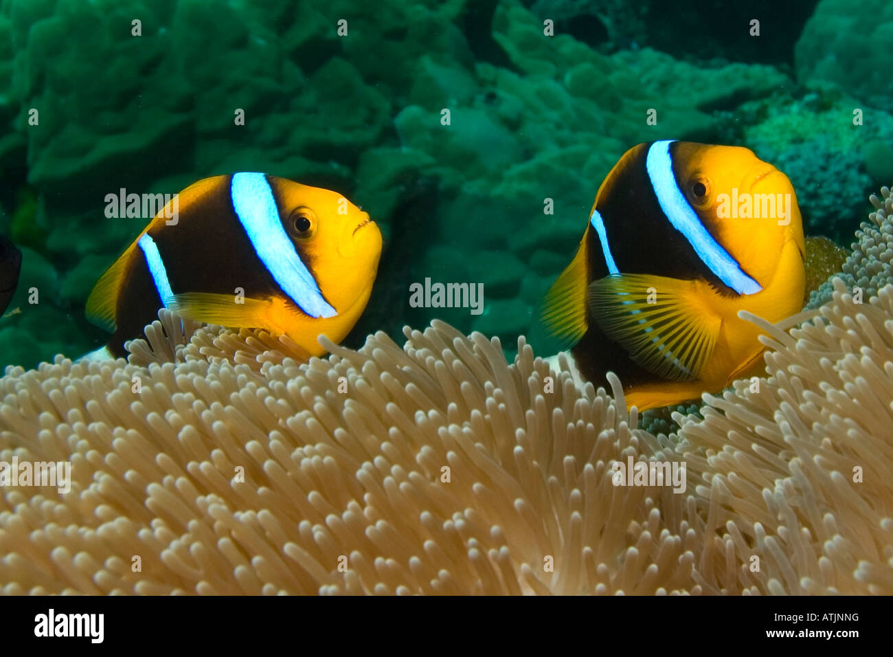 anemone fish Micronesia, anemone, clown fish, underwater, scuba,diving ...