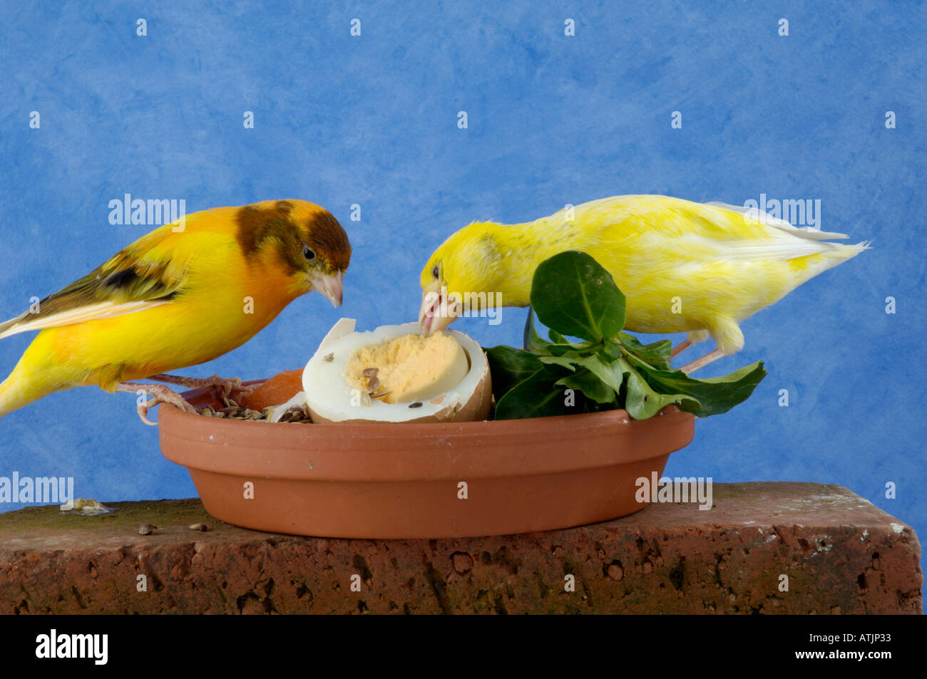 Bird canaries pair hi-res stock photography and images - Alamy