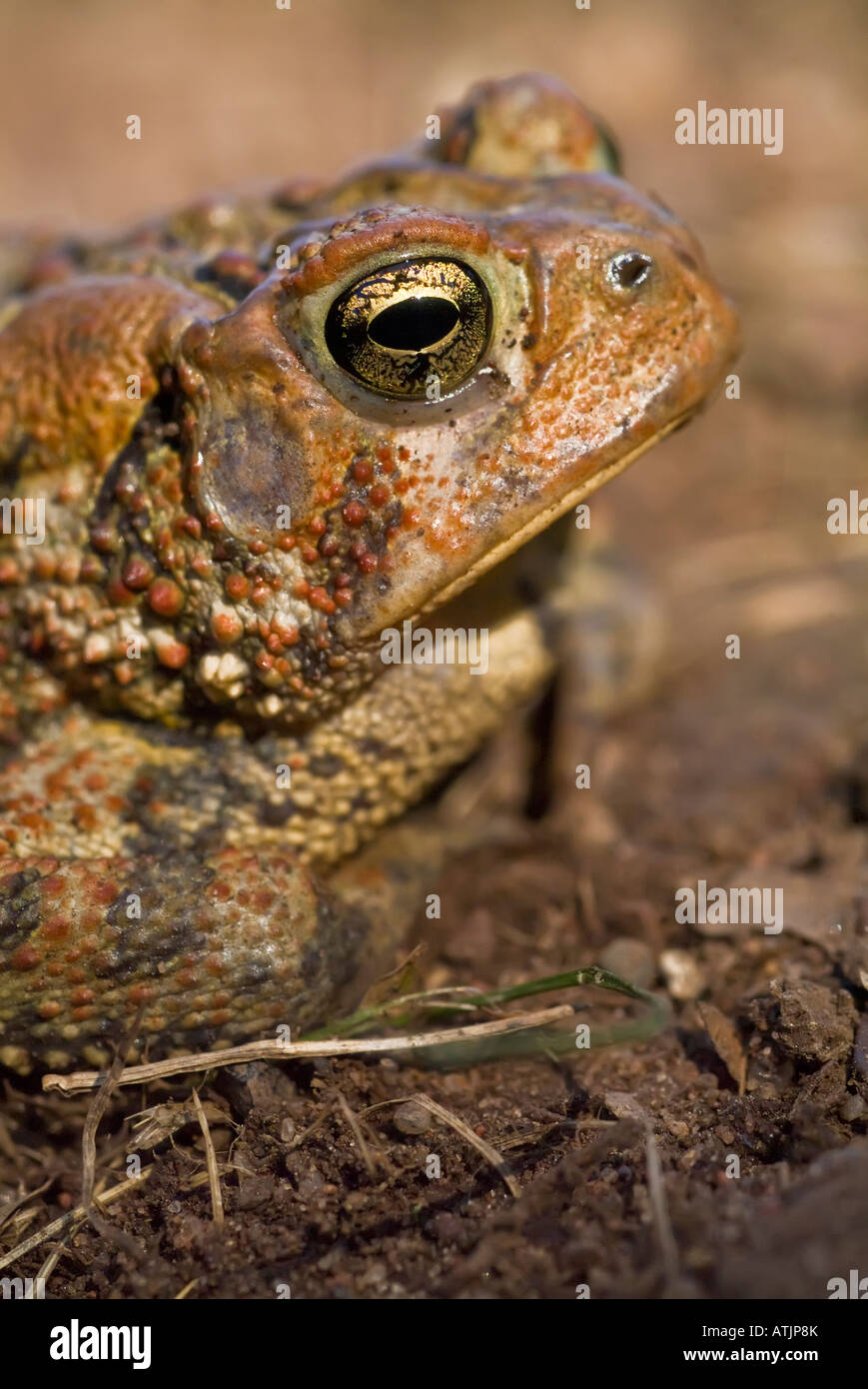 American toad, Bufo americanus; female, native to eastern USA and ...