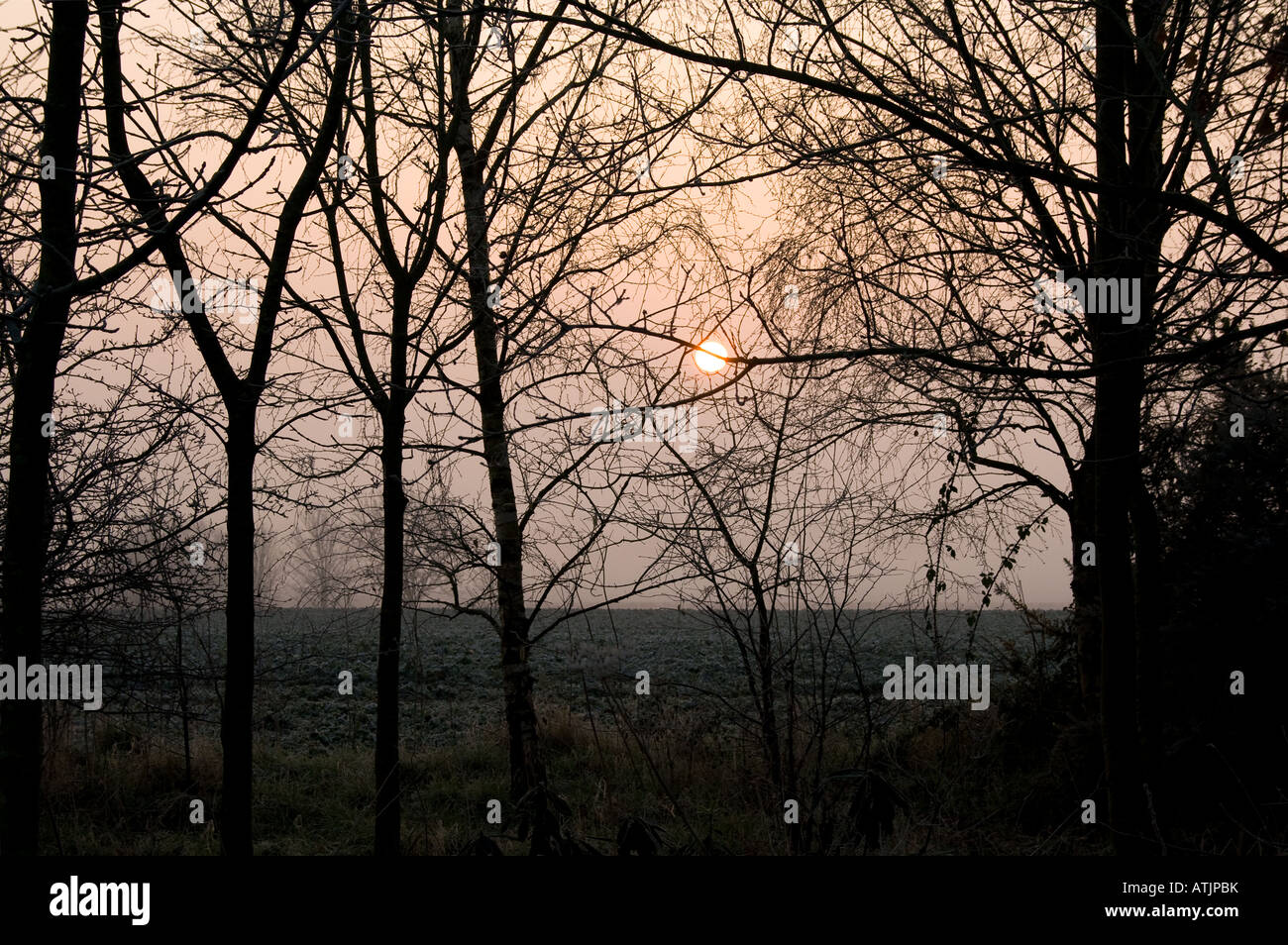 Orange pink sunrise amongst misty trees Stock Photo - Alamy