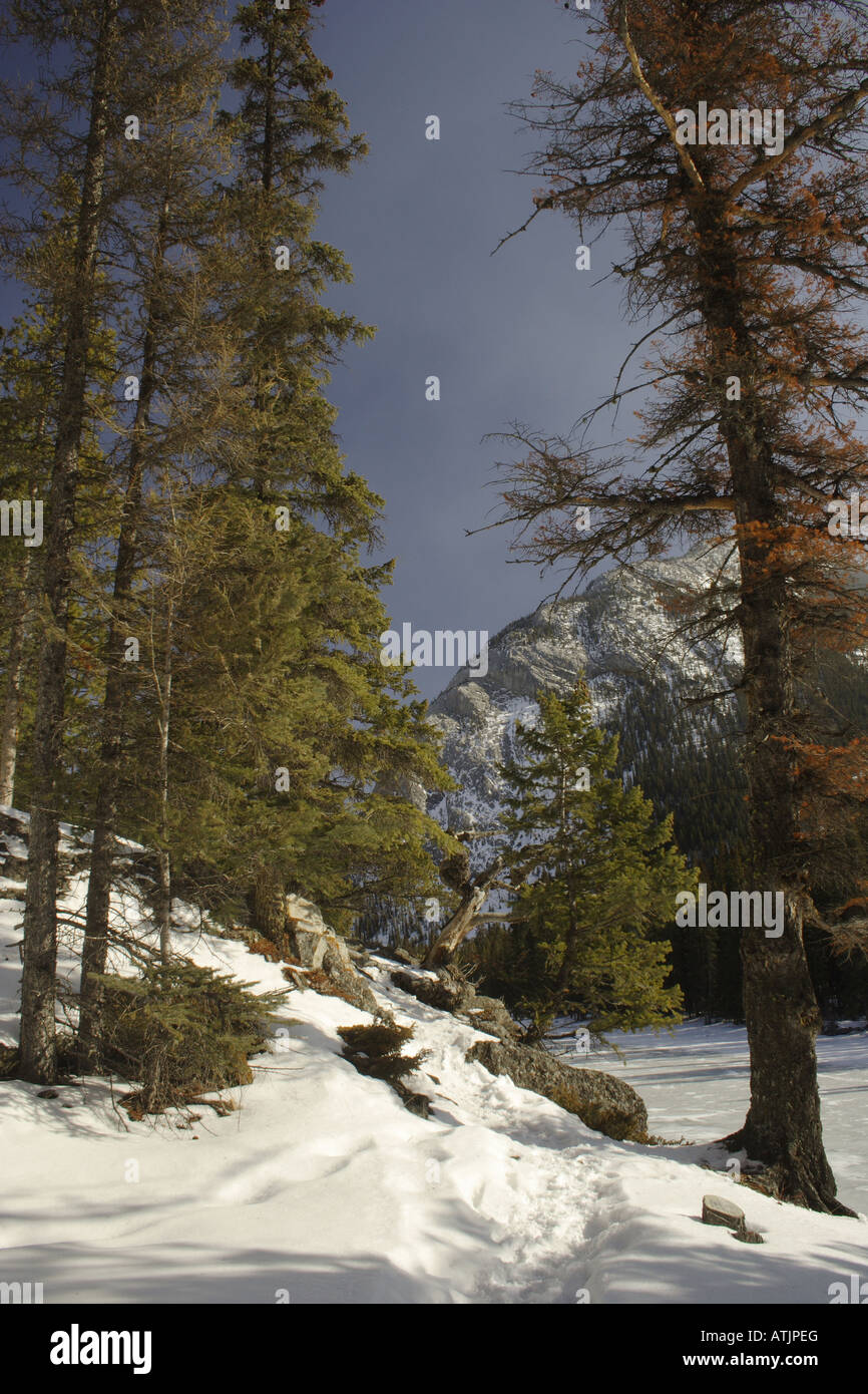 Snowy forest at Banff Village, Alberta Stock Photo - Alamy