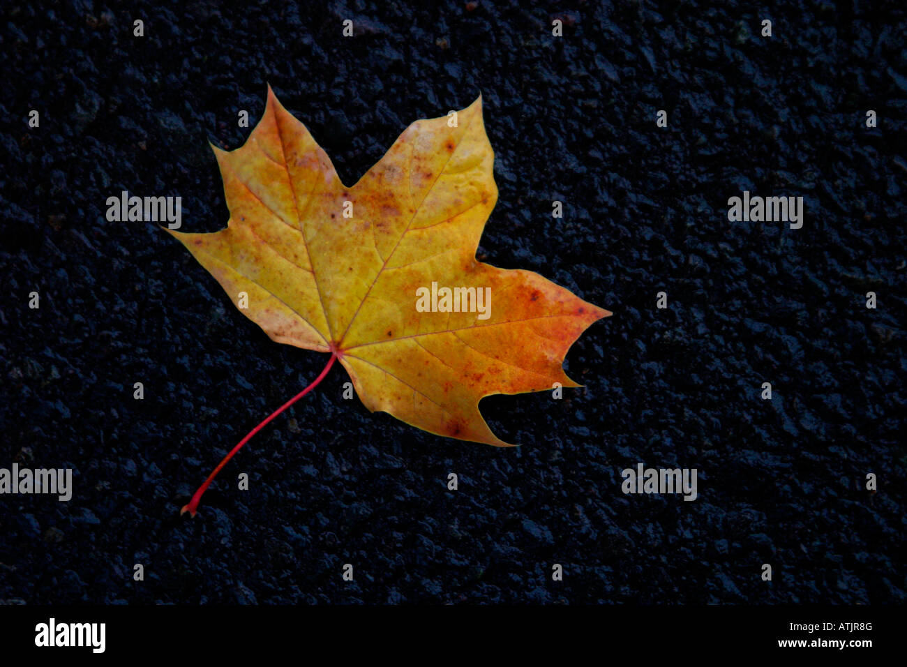 Moody leaf hi-res stock photography and images - Alamy