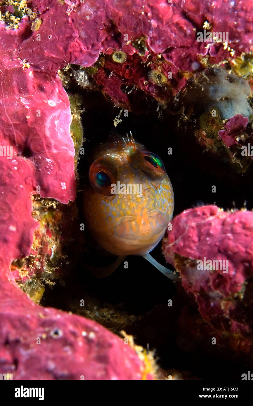 fish face, fish, underwater, scuba, diving, ocean, sea, marine life ...