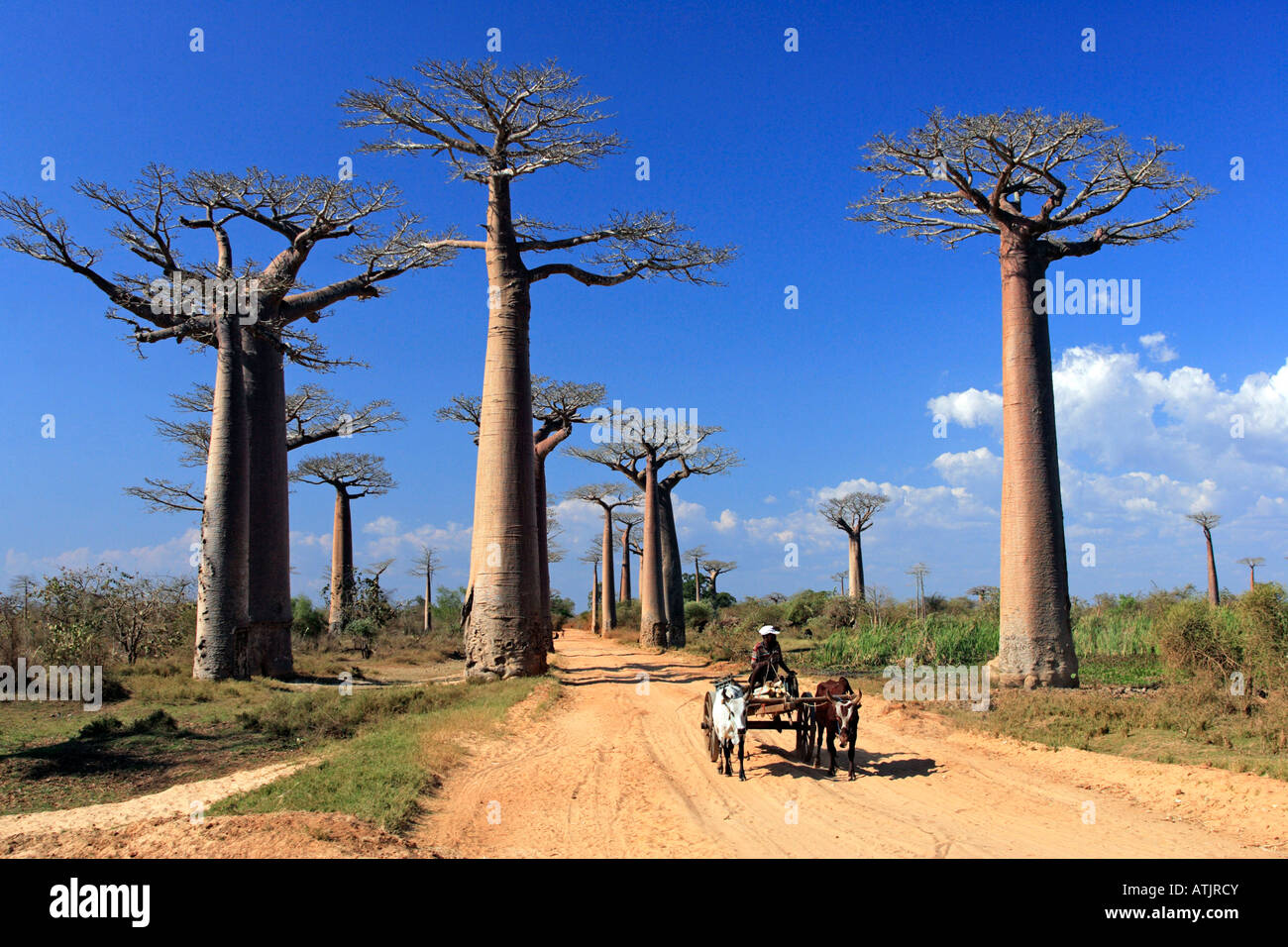 Baobab farm hi-res stock photography and images - Alamy