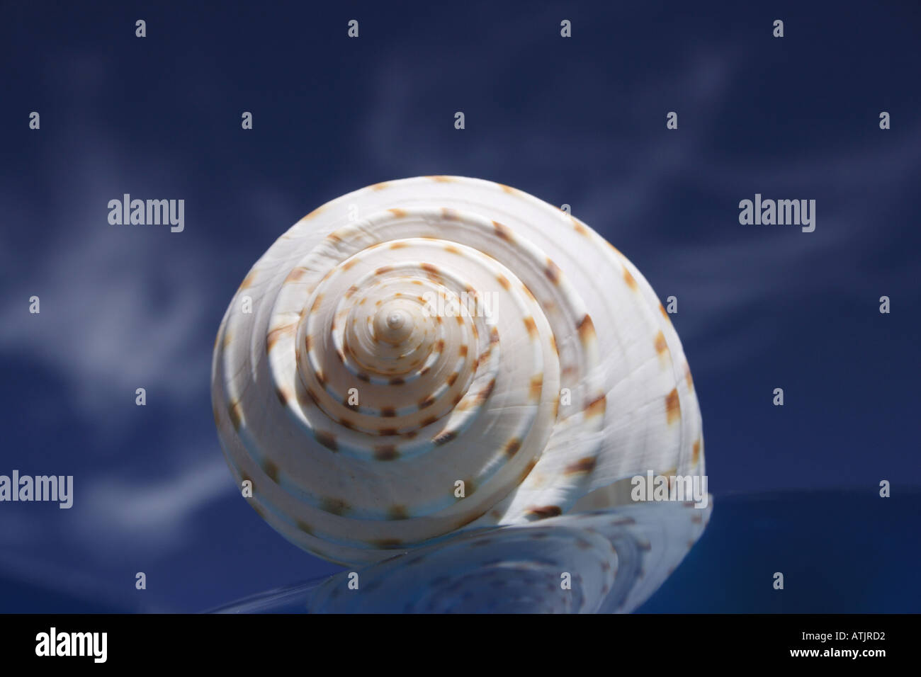 Wonderful specimen hi-res stock photography and images - Alamy