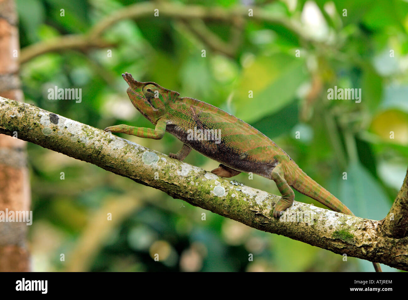 Balteatus chameleon hi-res stock photography and images - Alamy