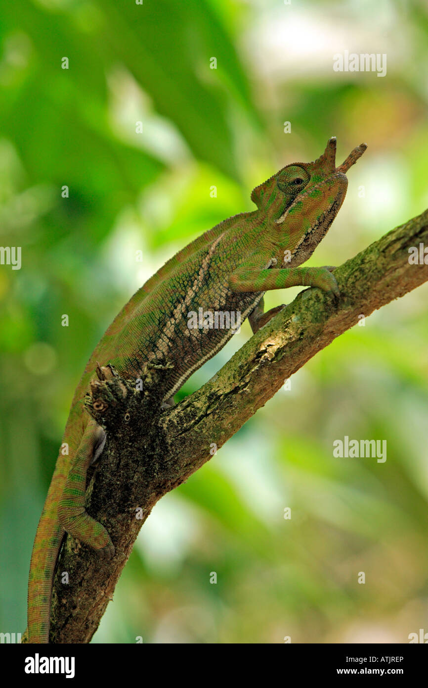 Balteatus chameleon hi-res stock photography and images - Alamy