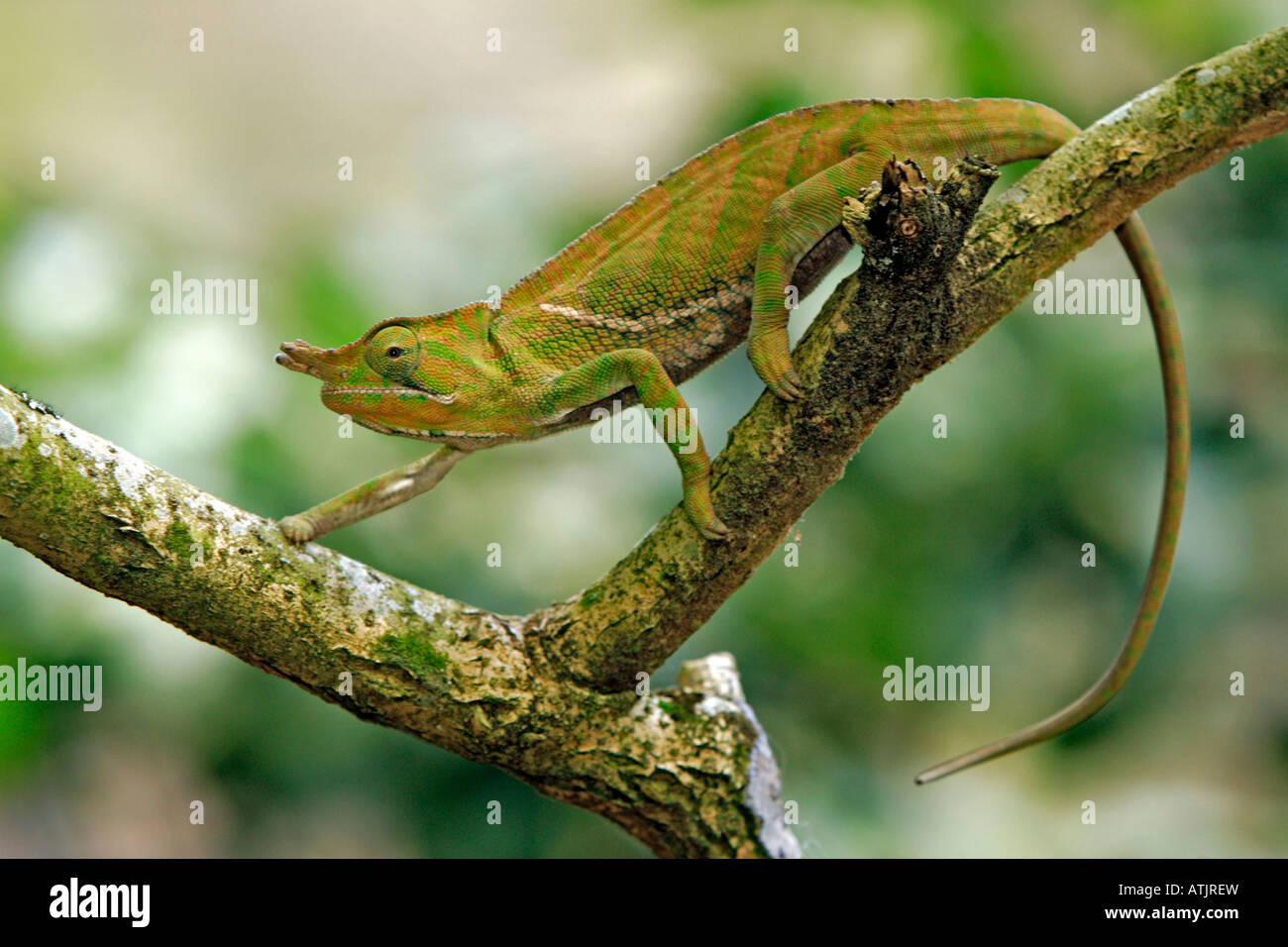 Balteatus chameleon hi-res stock photography and images - Alamy
